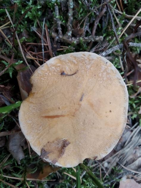Маслёнок желто-бурый (Suillus variegatus) фото и описание