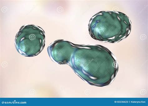 Cryptococcus Neoformans Membrane Cell Wall And Capsule Diagram