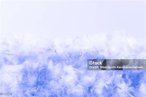 흰색 배경에 아름다운 추상적 인 보라색과 파란색 깃털 프레임과 다채로운 부드러운 흰색 핑크 깃털 초상화 프레임 프레임 질감 0명에 대한 스톡 사진 및 기타 이미지 Istock