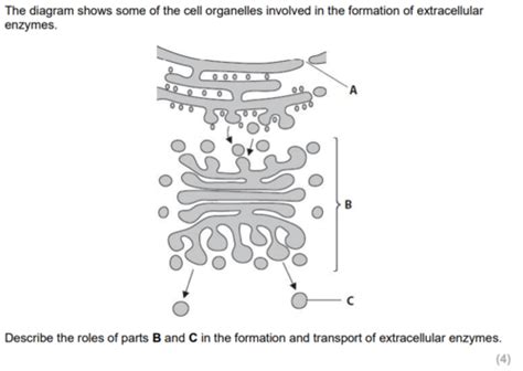 Exam Style Qs Flashcards Quizlet