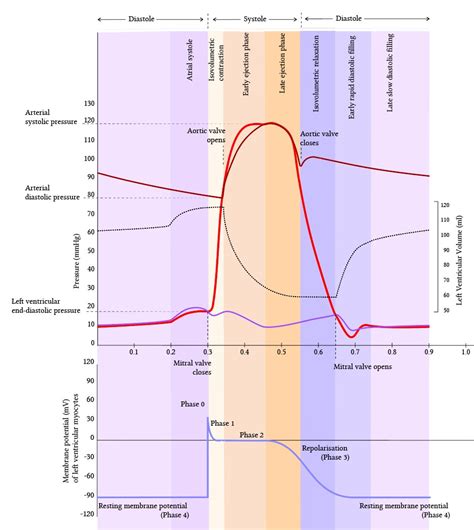 The Cardiac Cycle Deranged Physiology