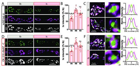 Tonic Vs Phasic Activity Patterns Do Not Specialize Postsynaptic Glur Download Scientific