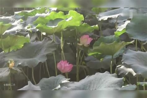 四面荷花三面柳，半城山水满城诗。商洛莲湖公园爱我商州