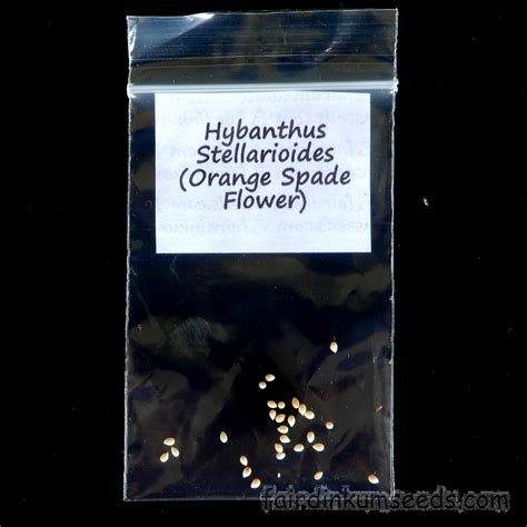 Orange Spade Flower Hybanthus Stellarioides Seeds Fair Dinkum Seeds