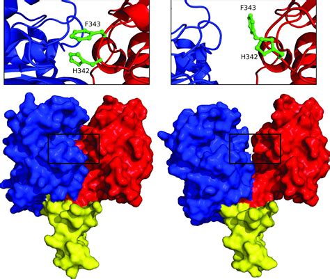 Iucr An Enzyme Captured In Two Conformational States Crystal Structure Of S Adenosyl L