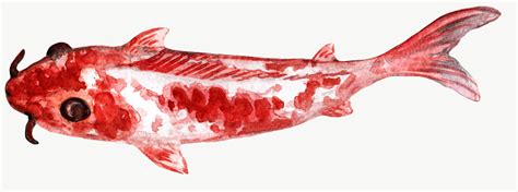 수채화 빨간색과 검은 잉어 빈티지 쌀 종이에 일본 전통 회화 스타일의 스미 E에서 잉크로 손으로 그린 잉어 오렌지 잉어 물고기에 대한 스톡 벡터 아트 및 기타 이미지