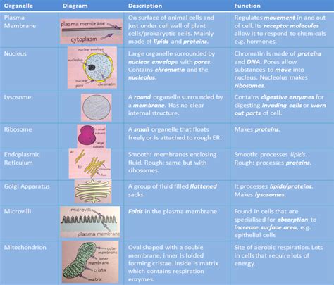 33 Structure Of An Epithelial Cell Aqa A Level Biology Revision