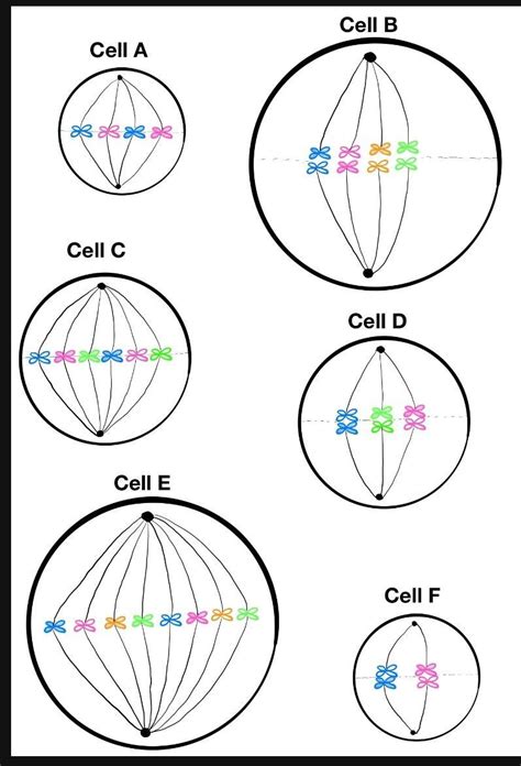 Solved Cell F
