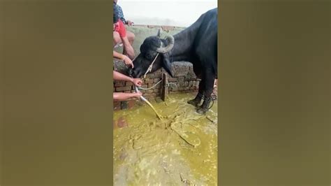 Impaction Of Rumen L Dr Umar Khan Youtube