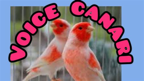 صدای زیبای قناری نر اماده جفت گیری Voice Canario الصوت الجمیل کنارئ