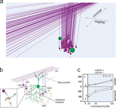 the granular layer network model a scheme of the granular layer network