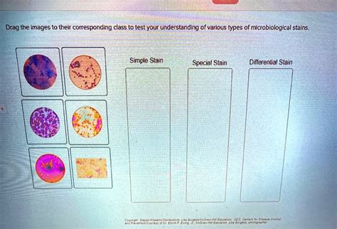 Drag The Images To Their Corresponding Class To Test Your Understanding