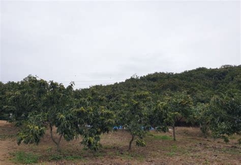 밤 줍기 체험 다녀왔어요 네이버 블로그