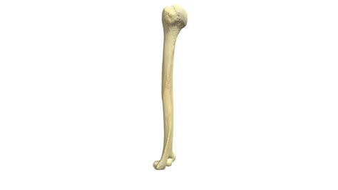 Humerus L 3d Model By Universiteit Antwerpen Marjanmaldoy 82060d0 Sketchfab