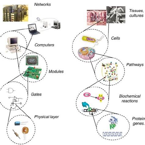 Context Dependence A Modules Operate Within And Modify The Cellular