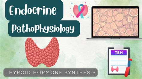 Thyroid Hormone Synthesis My Endo Consult