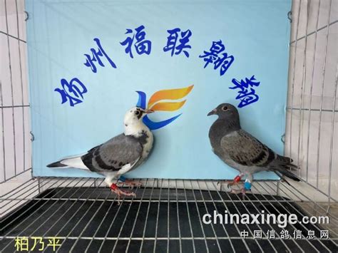 扬州福联翱翔9月9日幼鸽入棚照片 扬州福联翱翔赛鸽中心 中信网各地公棚