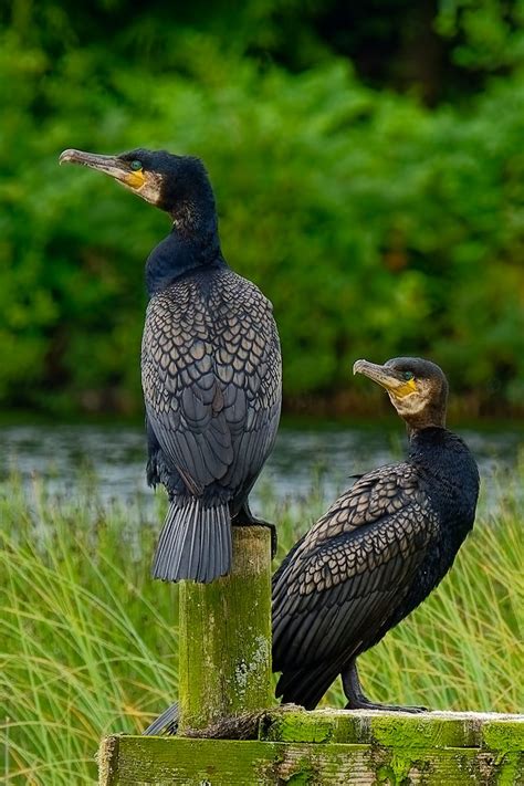 Cormorant Vs Anhinga Key Differences In Appearance Habitat And