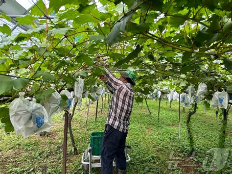 해풍 맞고 자란 완도 해변 포도 본격 수확…당도 17브릭스 뉴스1