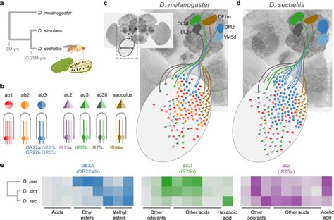 Evolution Of Peripheral Olfactory Circuits In Drosophila Sechellia A Download Scientific