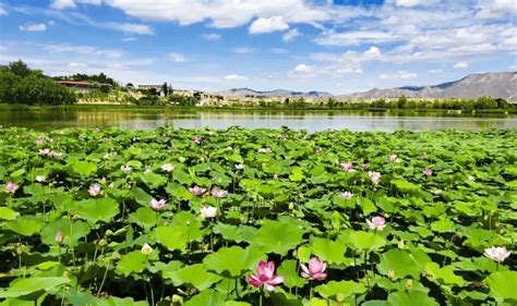 白银文旅诗与白银 赴一场盛夏的邀约记一段暑于你的夏日回忆 荷花 避暑 夏天