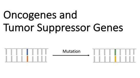Tumor Suppressor Genes And Proto Oncogenes