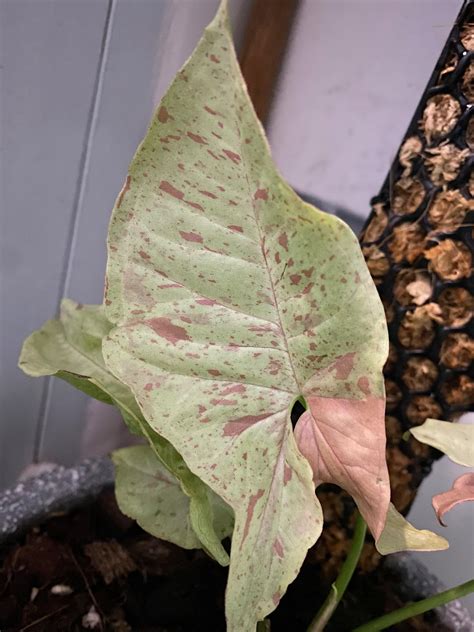 Finally Got My Hands On This Guy 😤 R Jellycatplush