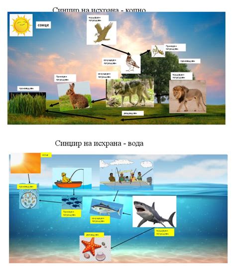 Синџир на исхрана Pdf