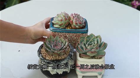 养多肉，牢记这一个字的精髓，越养越旺 Youtube