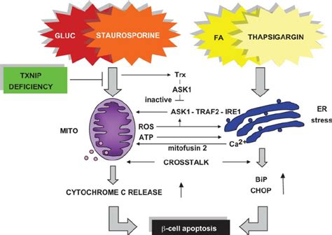 Schematic Representation Of Txnip Deficiency Mediated Protection Download Scientific Diagram