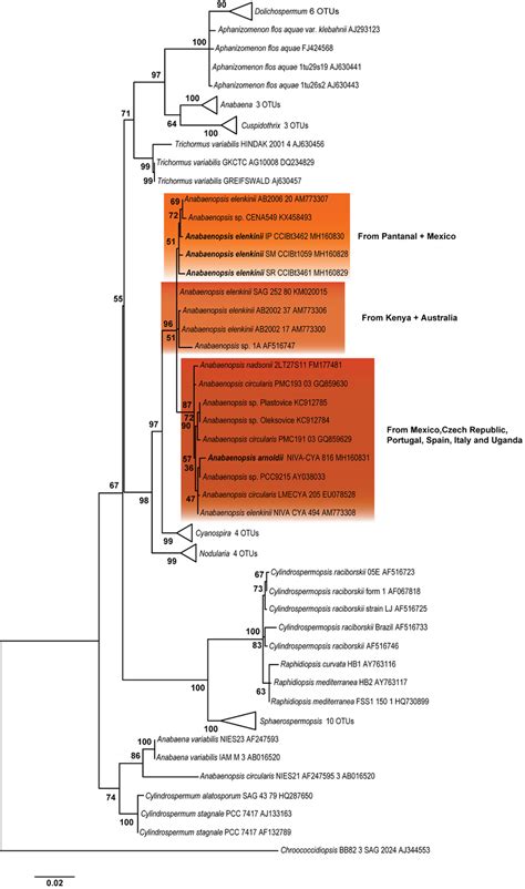 Maximum Likelihood Phylogenetic Tree Based On The 16s Rrna Gene