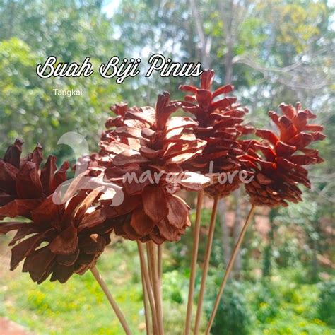 Jual Buah Biji Pinus Kering Buah Biji Pinus Tangkai Shopee Indonesia