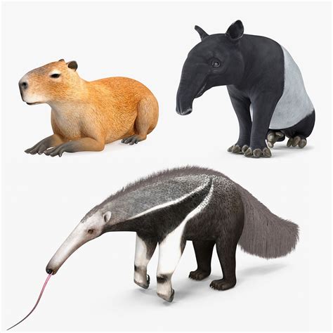 South America Mammals Collection 3d Model 219 3ds Fbx Obj Ma Max C4d Free3d