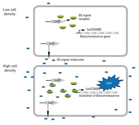 Quorum Sensing How Bacteria Stay In Touch Bmg Labtech