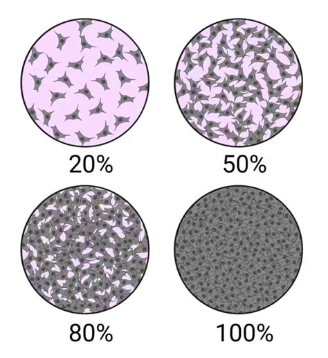 🧬一图掌握细胞密度判断技巧