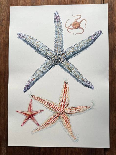 Echinoderms Poster Lifeforms Art For Starfish Lovers