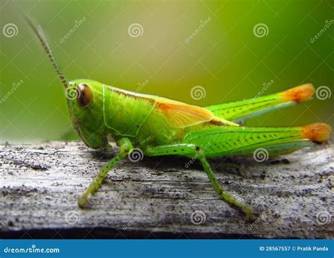 Grasshopper Macro Closeup Stock Image Image Of Closeup 28567557