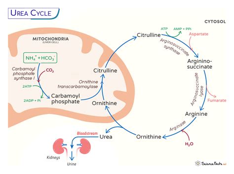 Urea Cycle Location Steps And Diagram