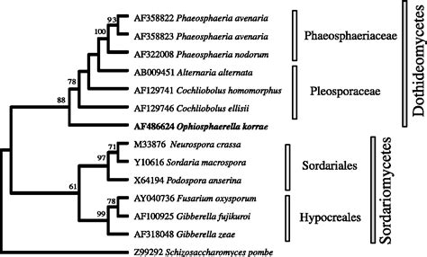 table 1 from detection and phylogenetic analysis of mating type genes