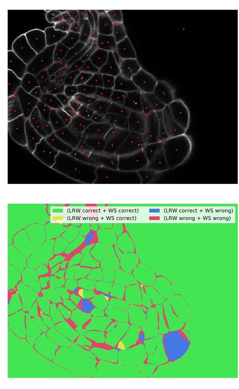 Qualitative Comparison Between Learned Random Walker And Watershed Download Scientific Diagram