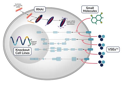 The Impact Of Antiviral Defenses In Viral Vector Production Virica