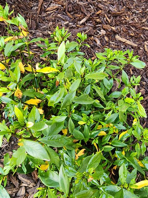 Bug Problem R Gardening