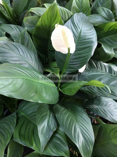 Spathiphyllum growing / Спатифиллум, обзор сортов и содержание | EXOTIC ...
