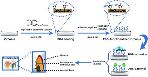 Biofunctionalization Of Zirconia With Cell Adhesion Peptides Via