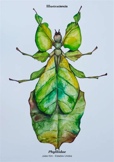 Phylliidae Leaf Insect Julee Kim
