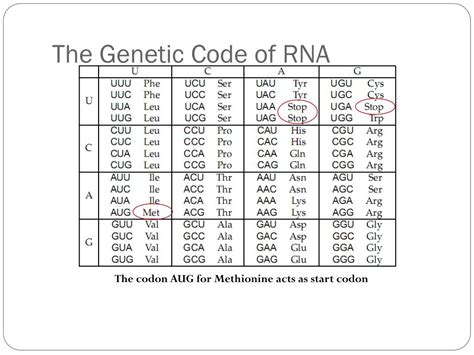 The Best How Many Start Codons Are There In The Genetic Code Ideas