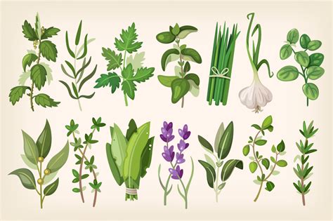 Common Vector Herbs ~ Graphics On Creative Market