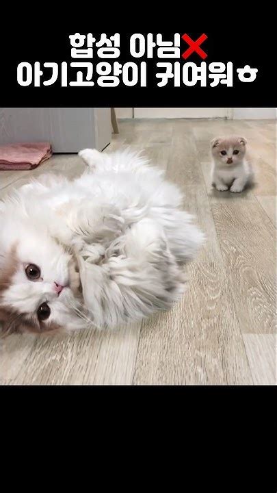 합성아님 세수하는 아기고양이 귀여워서 심장 아픔💗 Shorts Youtube