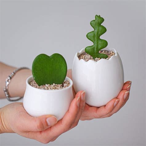 다육이 미니화분 2종 세트 피쉬본 하트호야 감도 깊은 취향 셀렉트샵 29cm