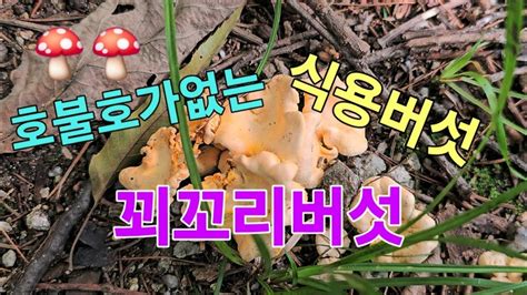 🍄호불호가 없는 맛있는 식용버섯 꾀꼬리버섯 Youtube